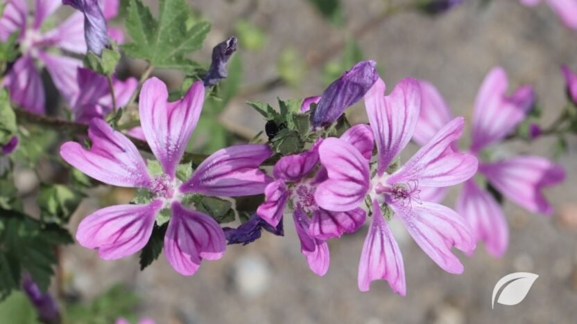 Hatmi Çiçeği Faydaları Nelerdir? Öğrenin! | Diyetisyen Tuğba Yaprak